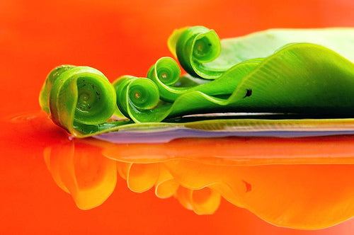 Detoxifying Properties of Chlorophyll - Wheatgrass Love