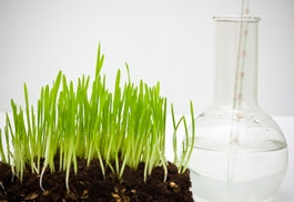 The Prime Cause and Prevention of Cancer - Wheatgrass Love